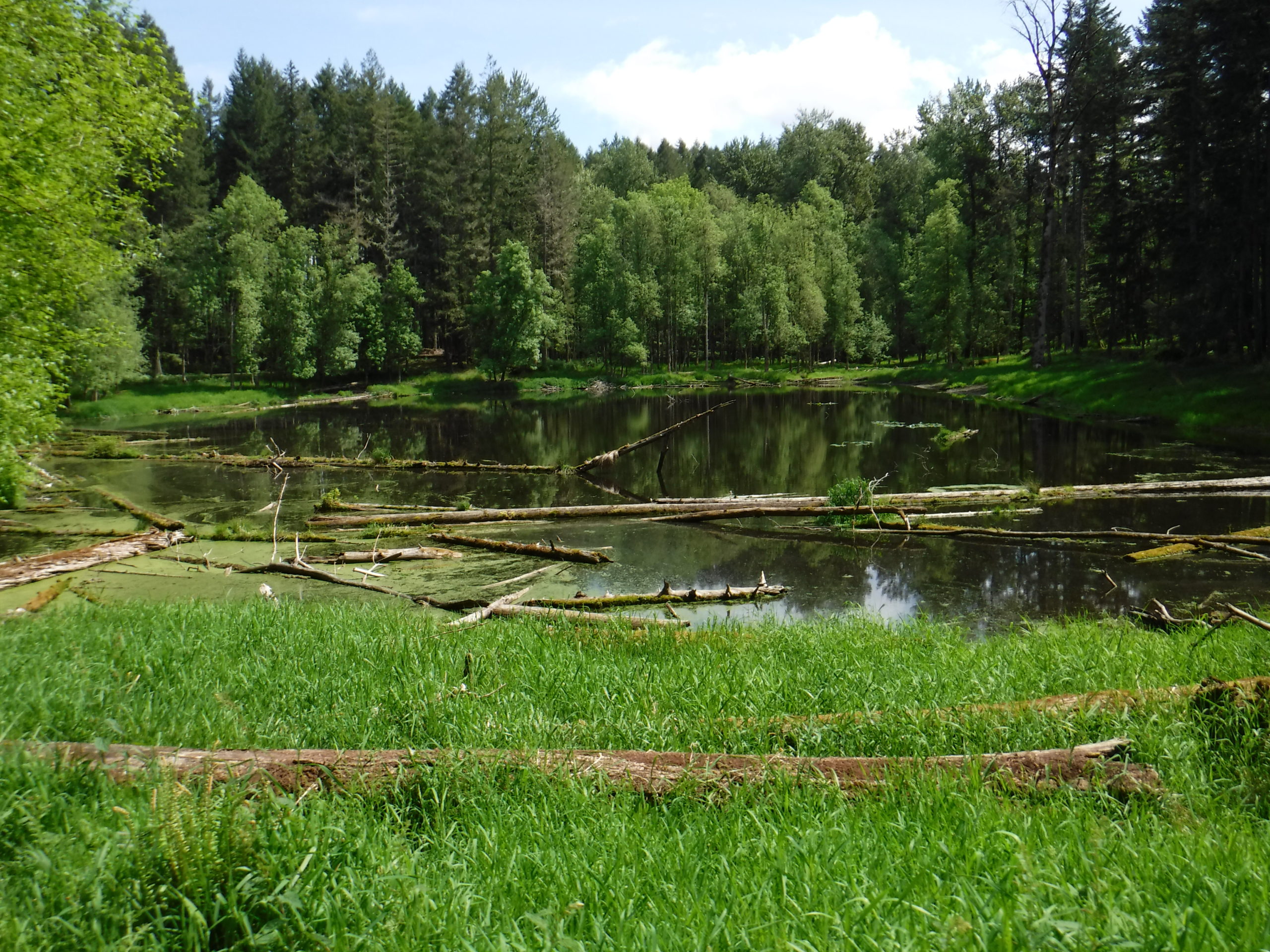 Day Trip: Northwest Trek Wildlife Park | Vancouver Family Magazine